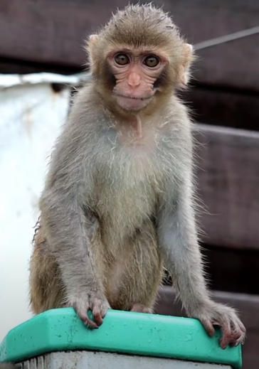 Calista - Monkey Hill